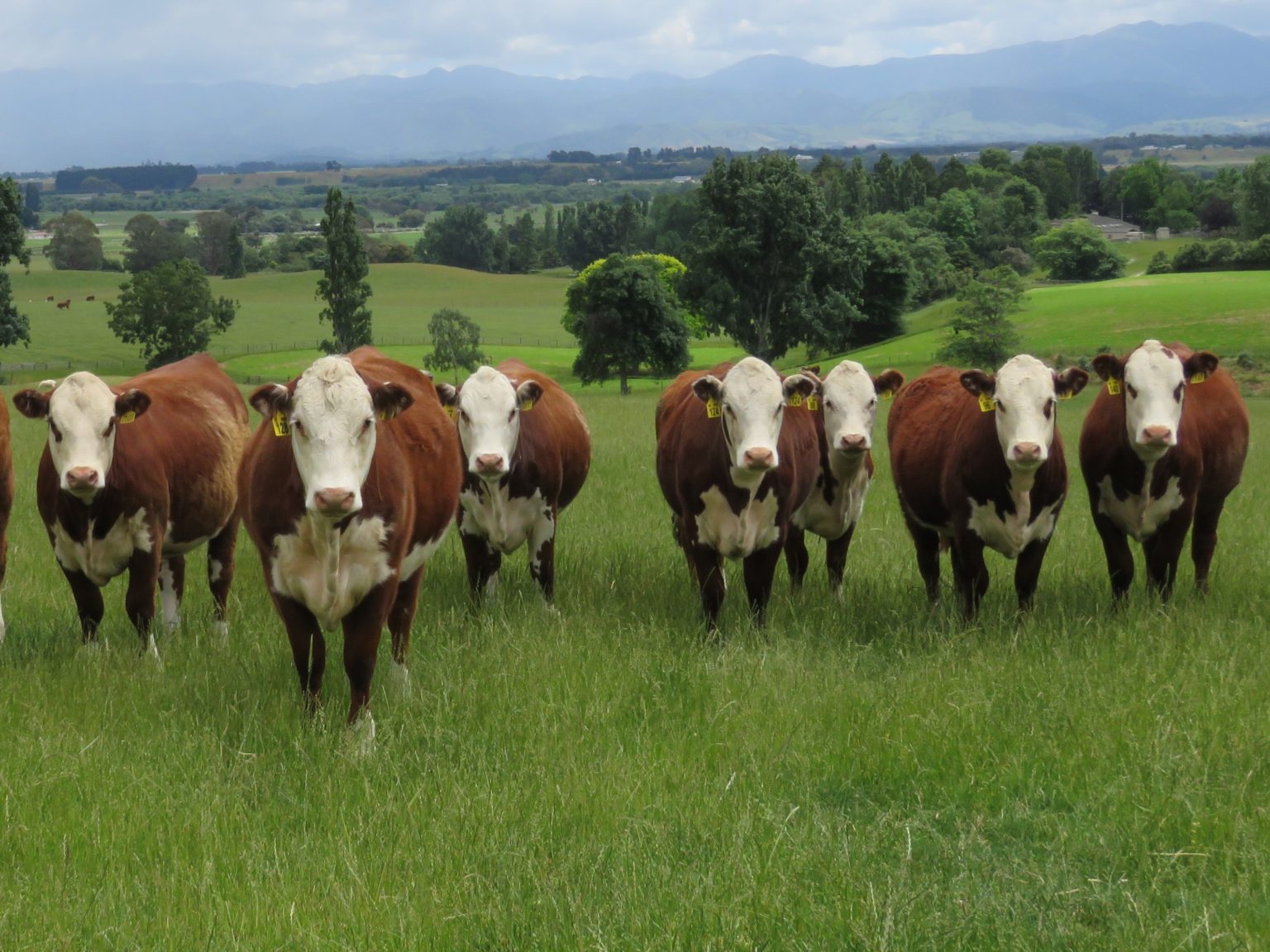 Cow Herd | Te Taumata