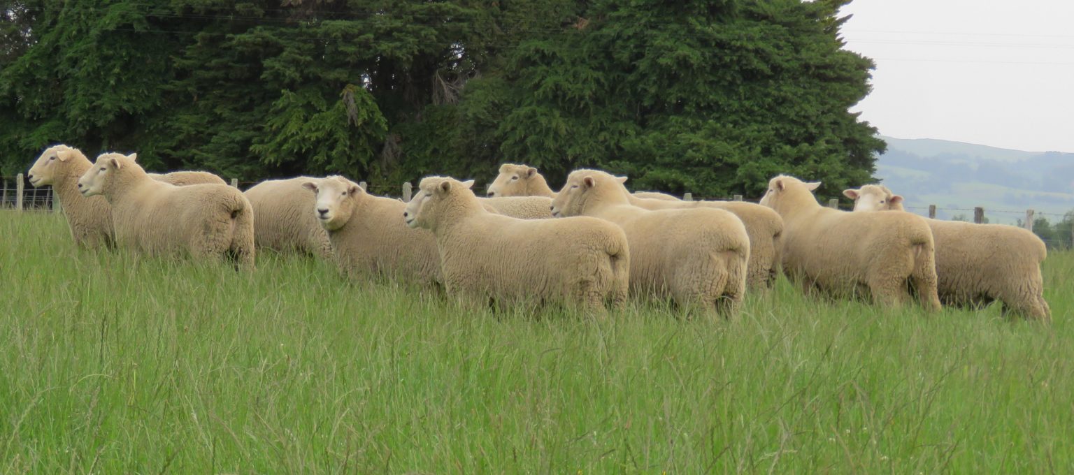 Romney Sheep | Te Taumata